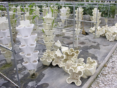 The Second Helping House: Hydroponic Strawberries in December