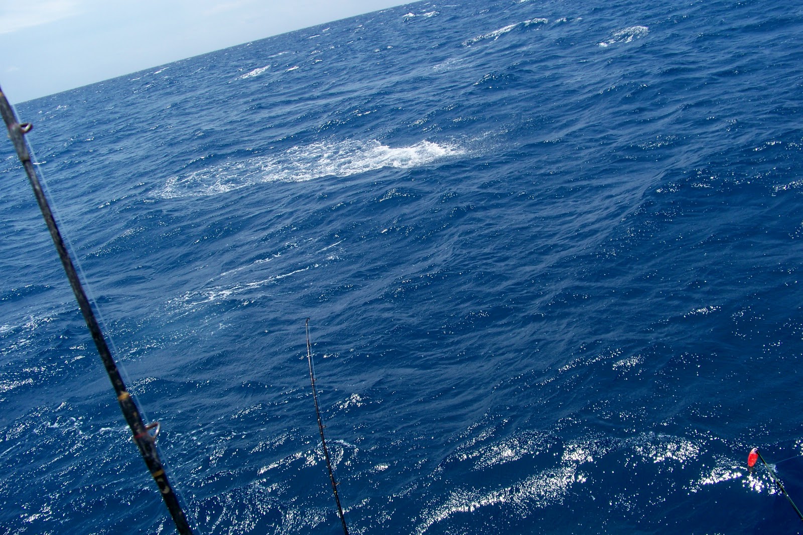 Islamorada Fishing Reports: CONGRATULATIONS CAPTAIN BRIAN CONE