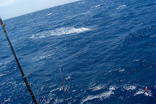 Islamorada Fishing Reports: CONGRATULATIONS CAPTAIN BRIAN CONE