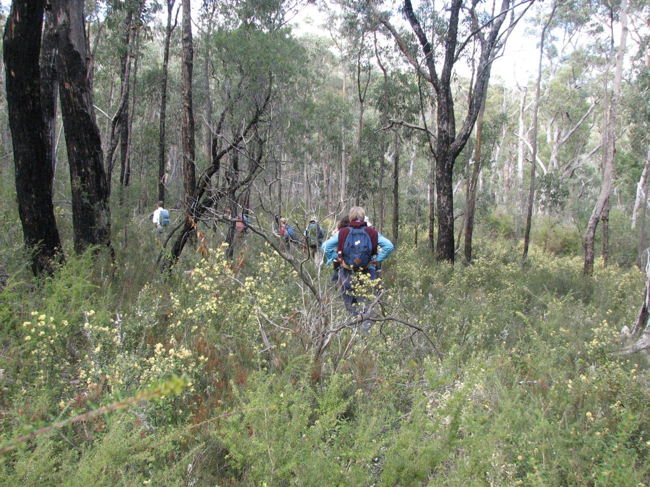 Bega Valley Bushwalkers 2010 blog