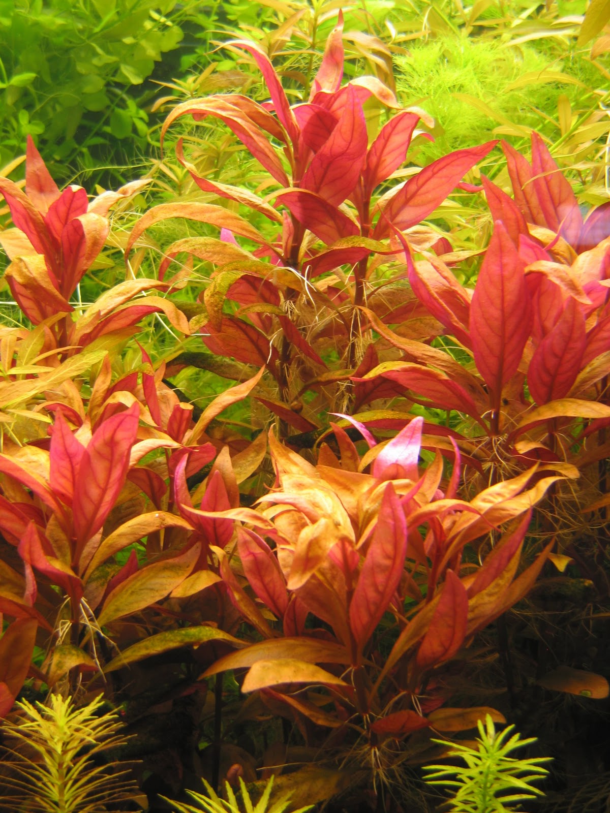 Мои растения: Аквариумные растения / Aquarium plants