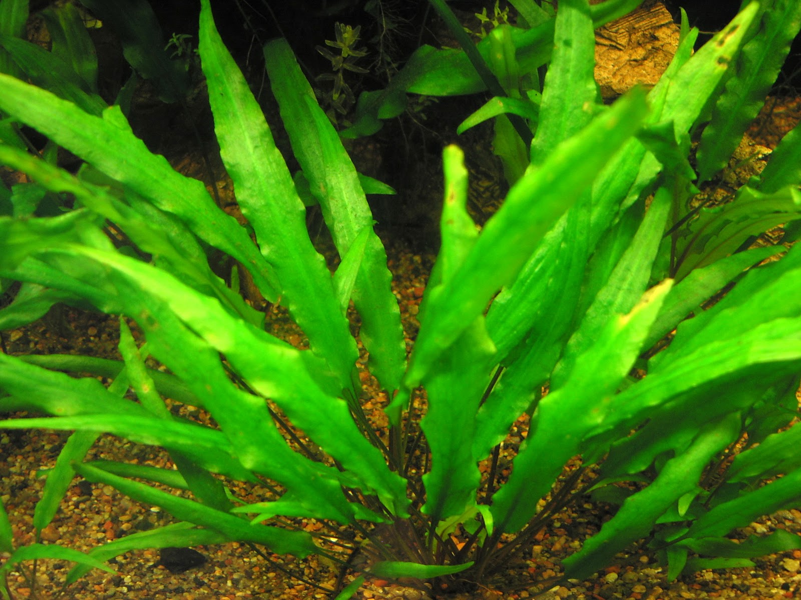 Мои растения: Аквариумные растения / Aquarium plants