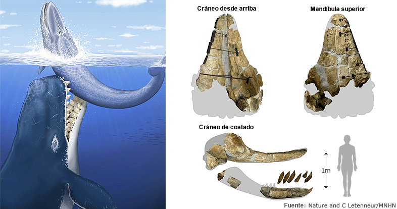 voz y arte: Descubren la ballena asesina peruana