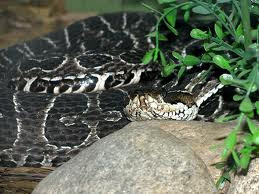 Fotos Da Cobra Urutu Cruzeiro