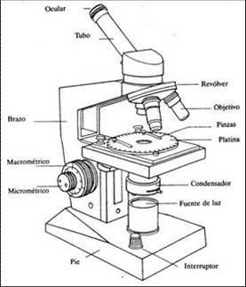 Microscopio: MICROSCOPIO OPTICO Y SUS PARTES