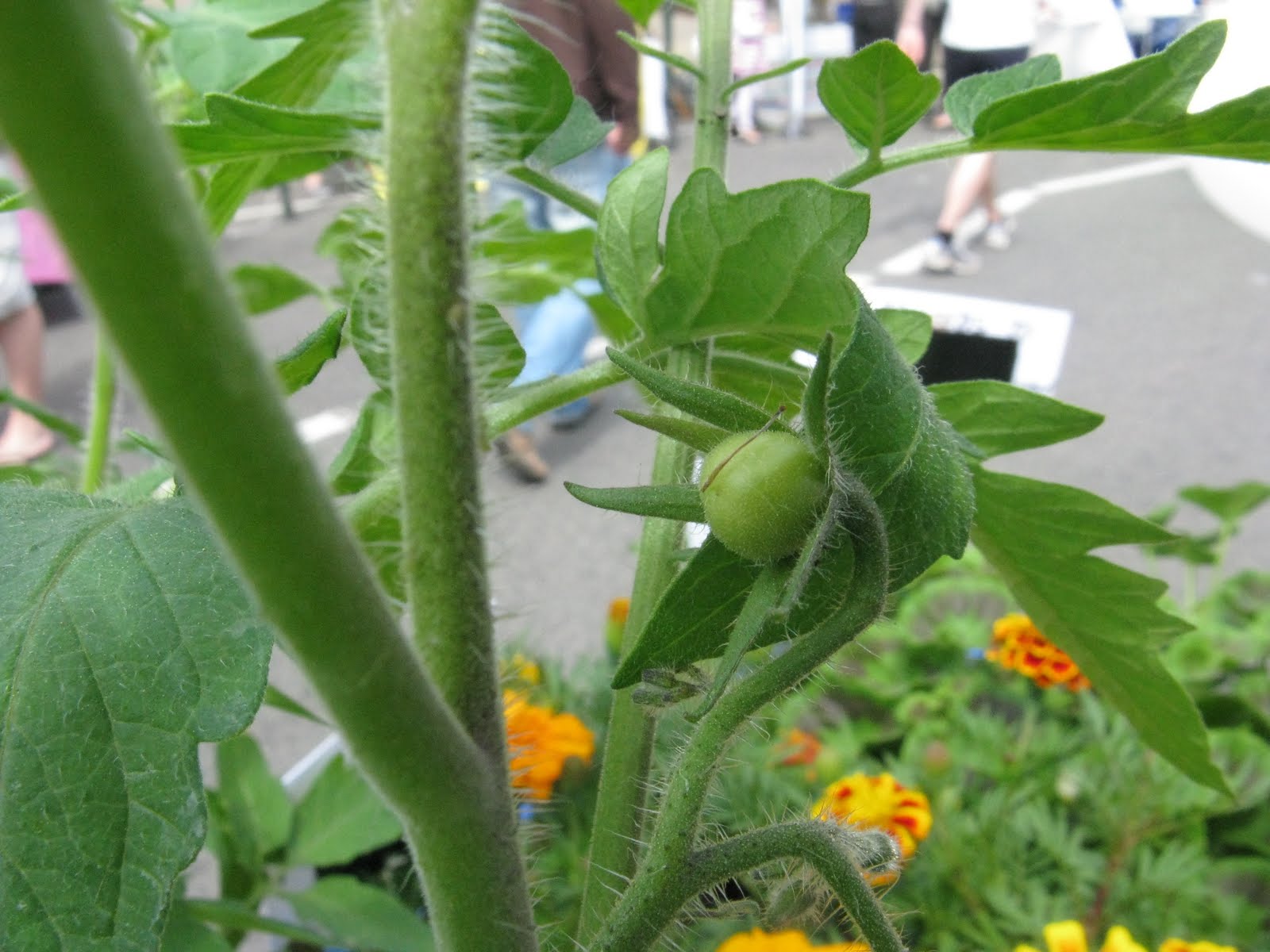 Belleville Vegetable Garden: Mutant tomato plant shock and Carnival