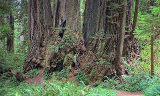 Mukilteo’s Daily View: Big trees harvested in Washington and PNW area ...