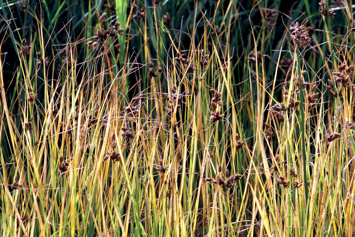 Penny's Hot Birding and Life!: Arctic Warbler - stunning views!!!