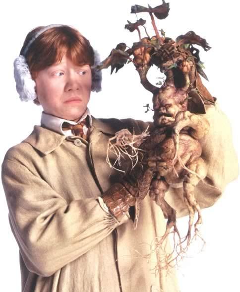 EN LA CABEZA DE LUCAS: EL PORQUE DE LAS COSAS. Mandrágora.