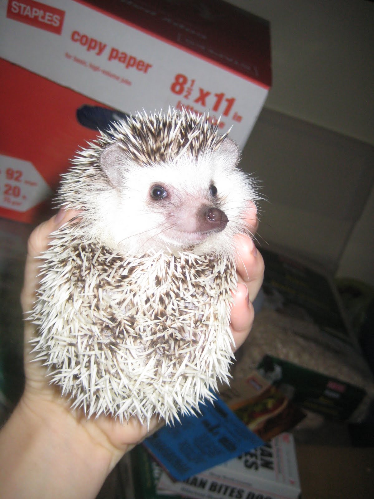 Hedgehog Express: Weight and Size