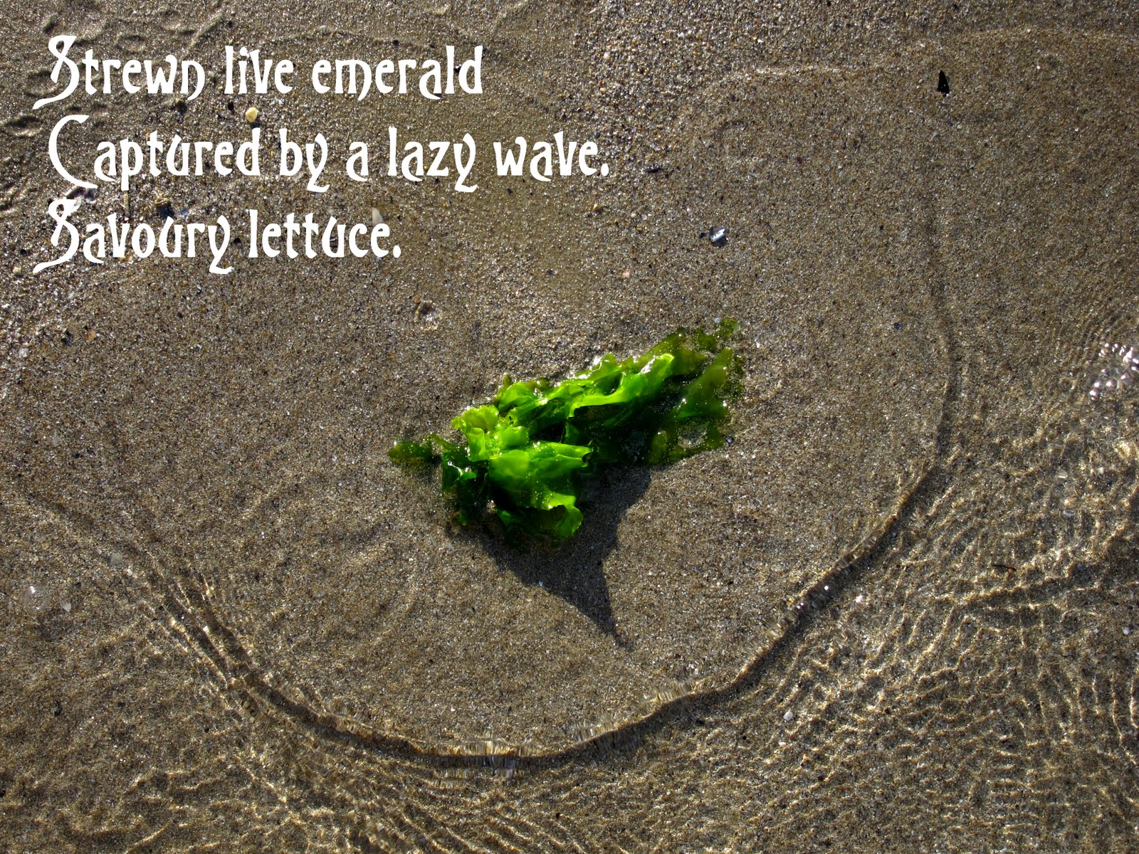 Word of the day! Fresh! Fresh! Fresh!: Strew