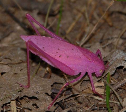 7 animales de color de rosa - Resolviendo la incógnita