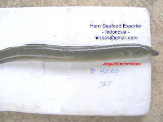 MEMBELI SIDAT / MOA MASAPI /SOGILI/TUNE: MEMBELI SIDAT KEMBANG / MOA ...