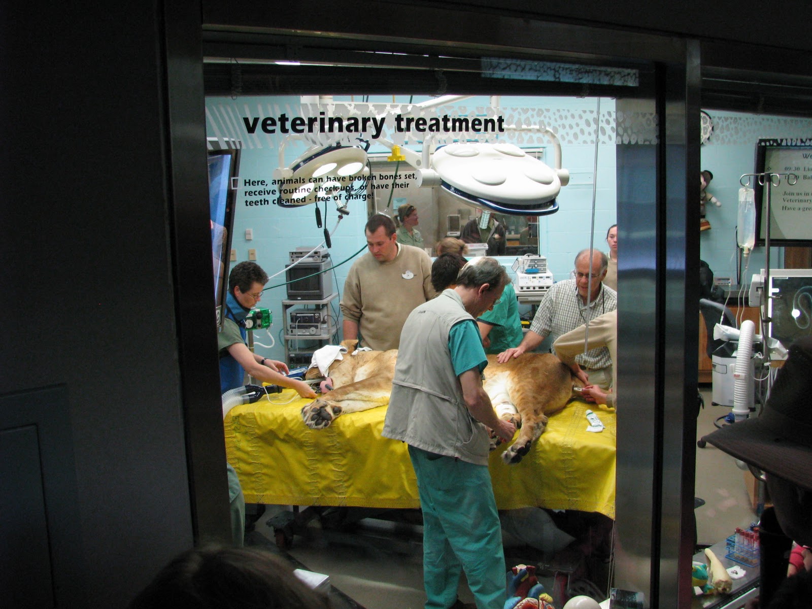 See A Lion Get Its Annual Wellness Check-Up At Disney World | Disney ...