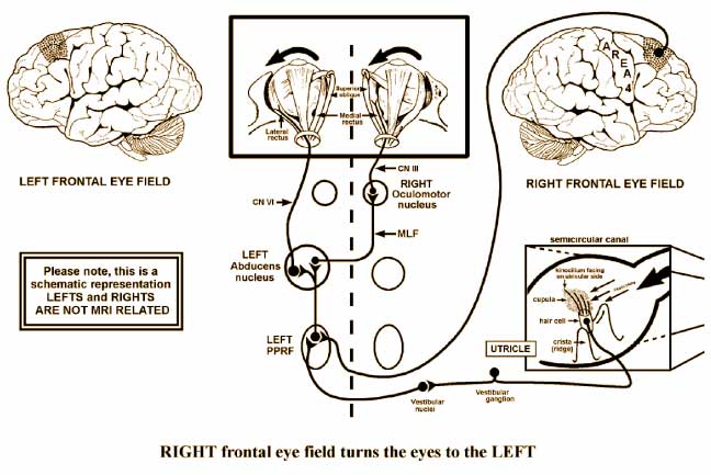 Teadvusehuvi: Nägemises osalevad alad