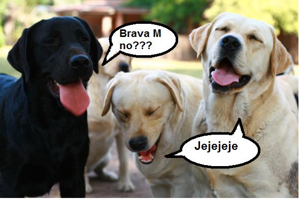 Cuidado al cruzar !: 11/01/2009 - 12/01/2009