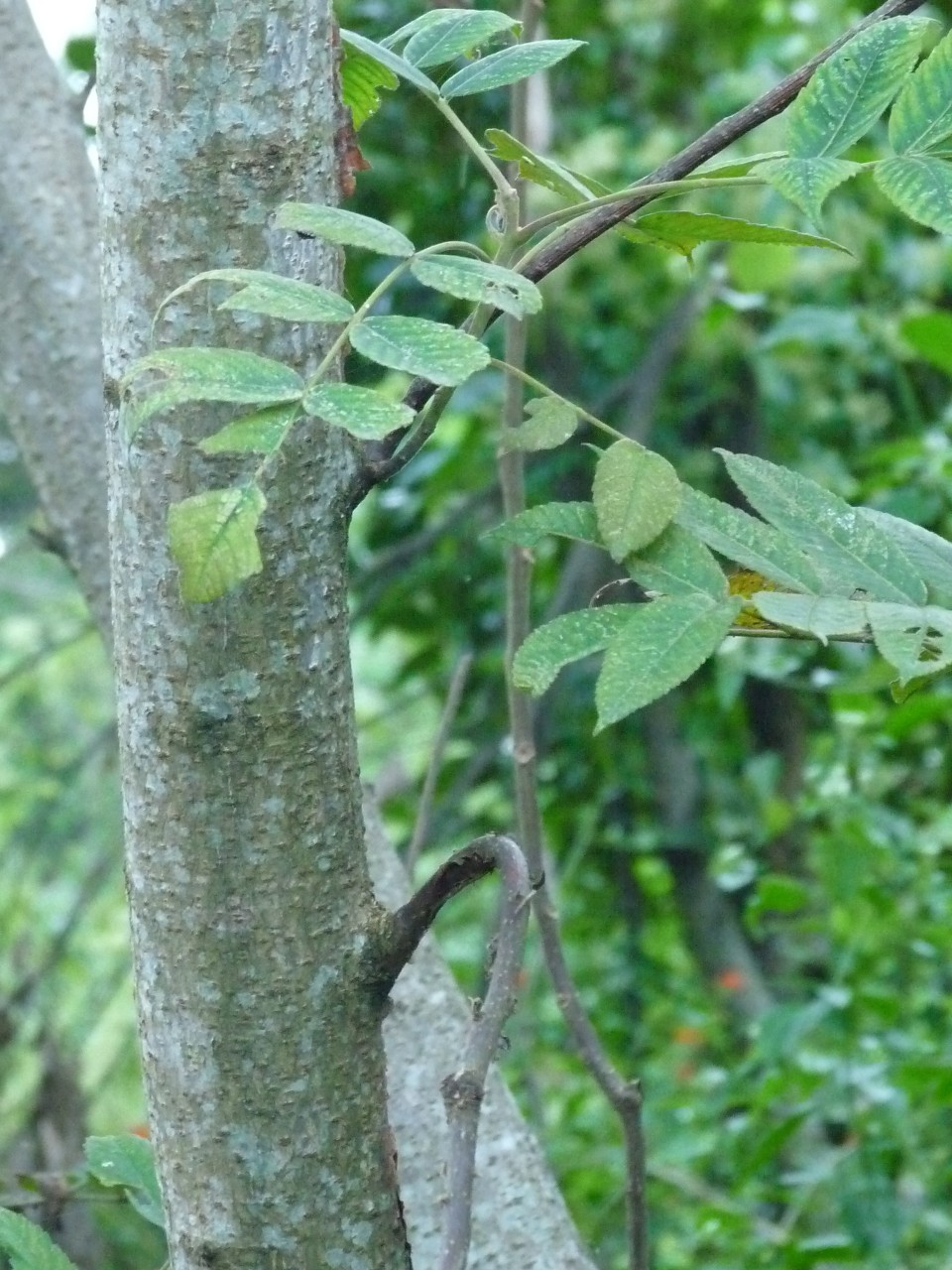 Journey to the East: Journey to the South Part III