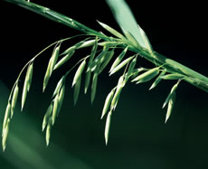 Ecofriendly: Texas Wild rice