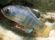 Ecofriendly: Desert Pupfish