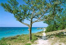 Ecofriendly: Bermuda Cedar