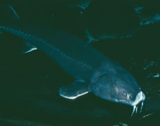 Ecofriendly: Baltic Sturgeon