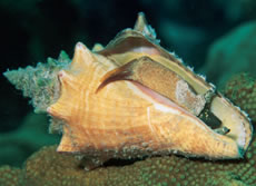Ecofriendly: Queen Conch