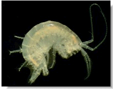 Ecofriendly: Illinois Cave Amphipod