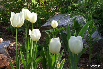 April 2010 ~ Everydaydelight