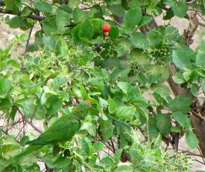 AVES DEL HUILA: LOROS