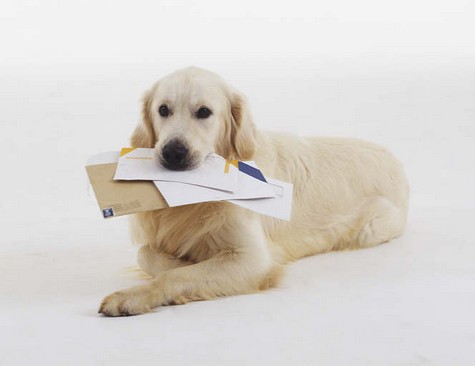 Fifi Flowers: The Dog Reveal...