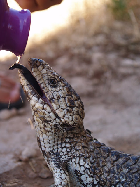 Thirsty Shingleback lizard drinks from reusable bottle | Empowerment Zone