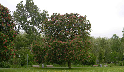Observeren: Gerbrandypark - Amsterdam Nieuw West