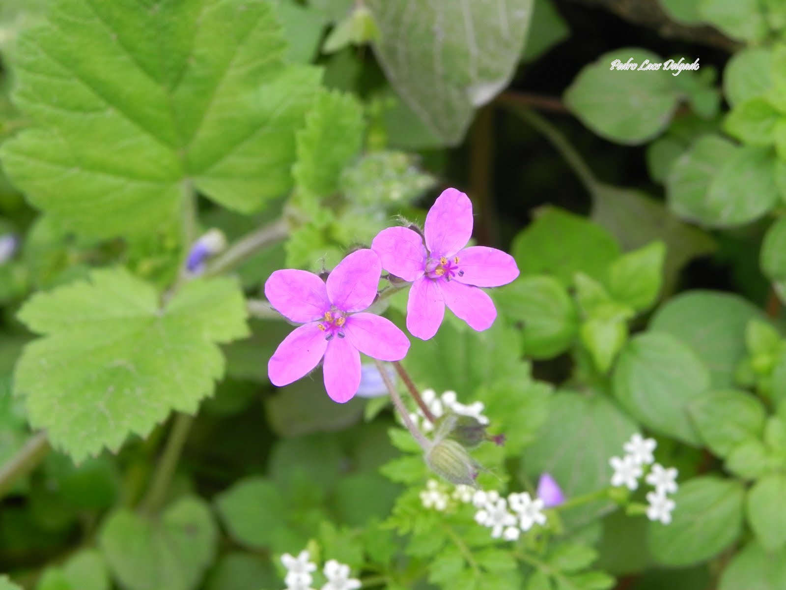 Valle Verde: Atractivos de las Lomas de Lúcumo