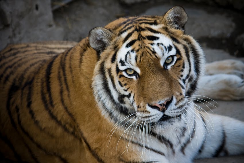 Blog cu si despre fotografie...: Animale exotice @ Zoo Brasov