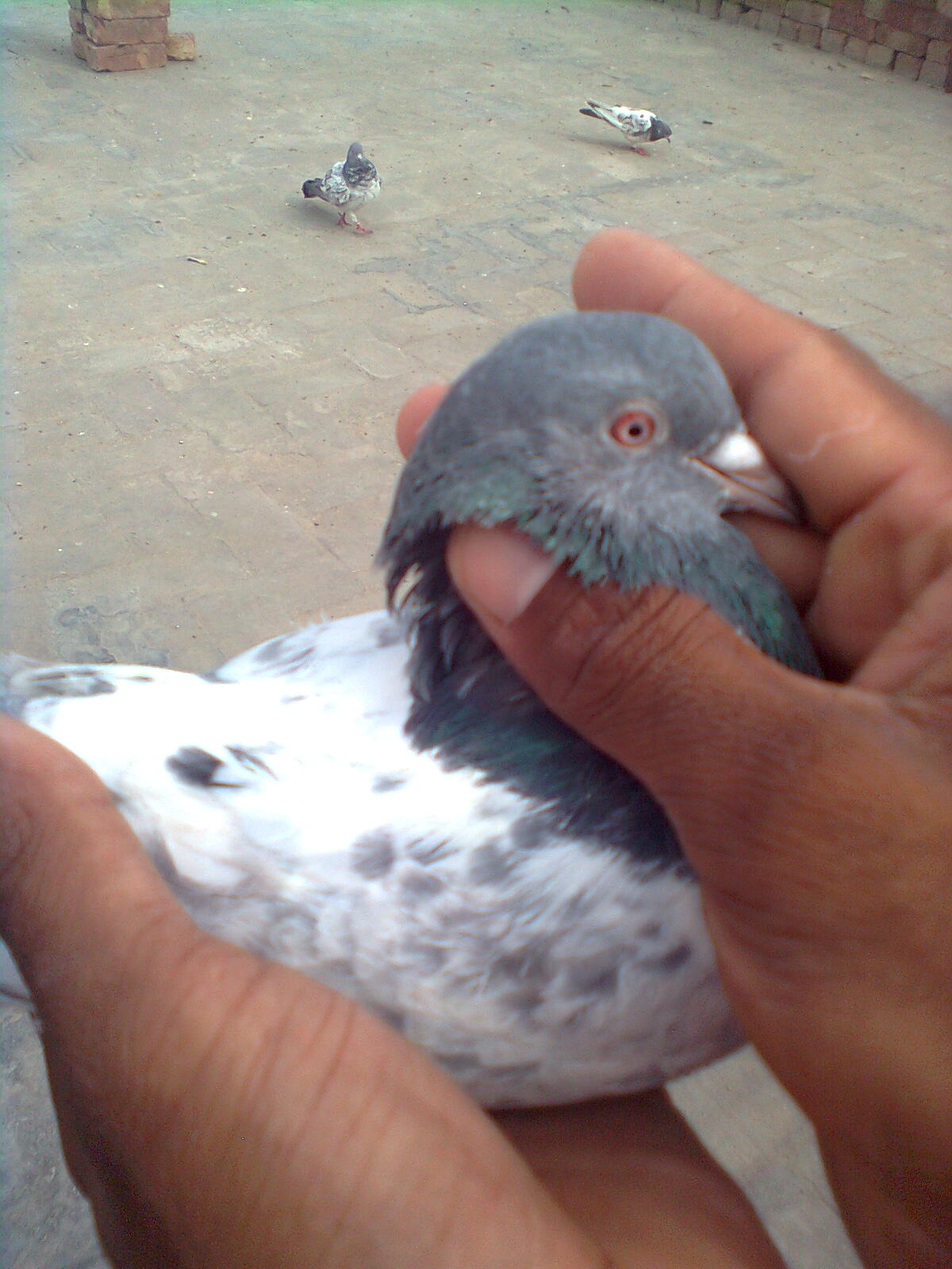 Pigeons | Kabootar Baaz | Pigeons Photos: Pakistani Golden Breed