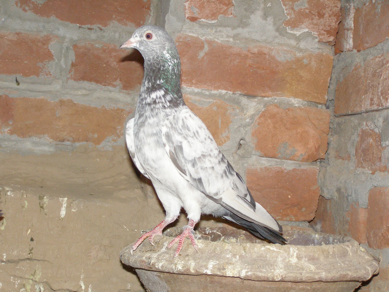 Imam deen high flying pigeon ~ Kabootar Baaz | Pakistani Tipplers ...