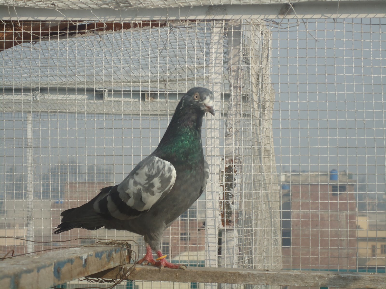 chine Teddy Kabootar of Ustad zulafqar ~ Pigeons Photos | Pigeons Care ...