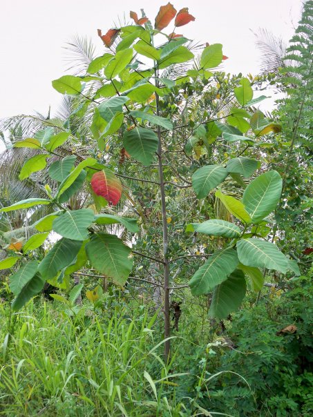 Beda Daun Sirih Merah & Sirih Hijau - Sumber Perbedaan Antara Jenis Dan ...