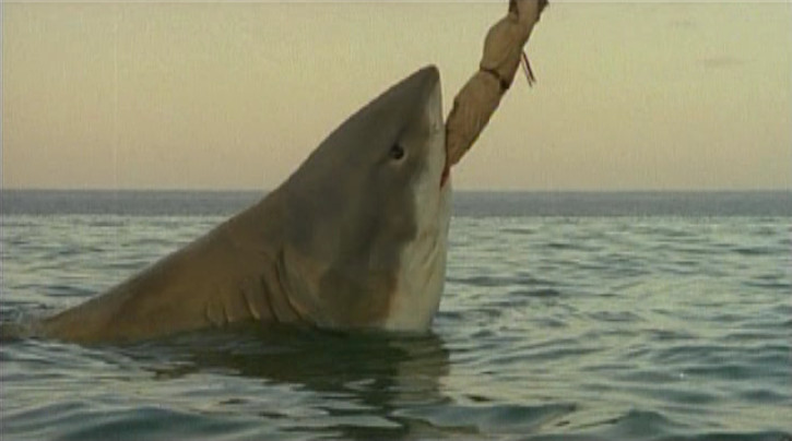 Atomic Caravan: the Last Shark (1981)