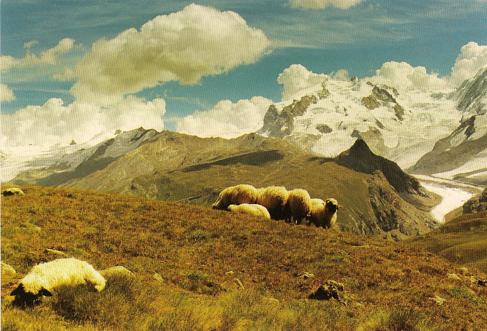 Bronwyn Opland: more Wolfgang