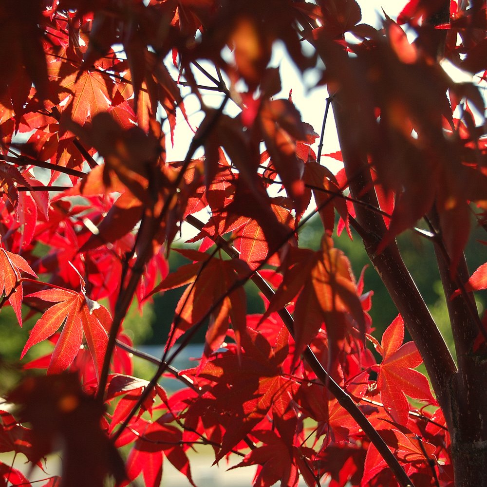 Oak Ridge Shrubbery & Landscaping, Inc.: Made in the shade