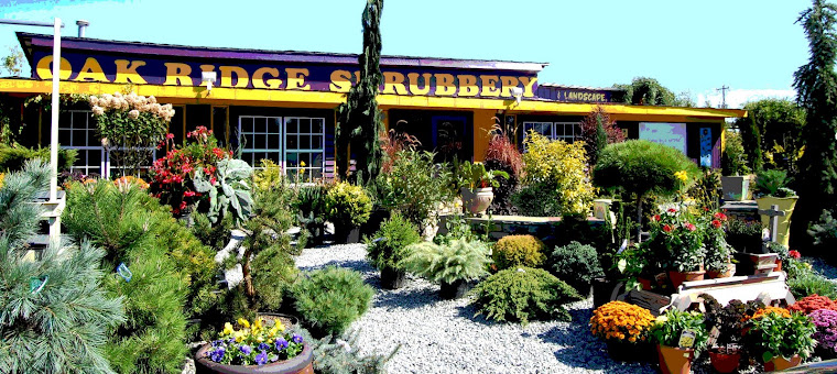 Oak Ridge Shrubbery & Landscaping, Inc.: November featured plants for ...
