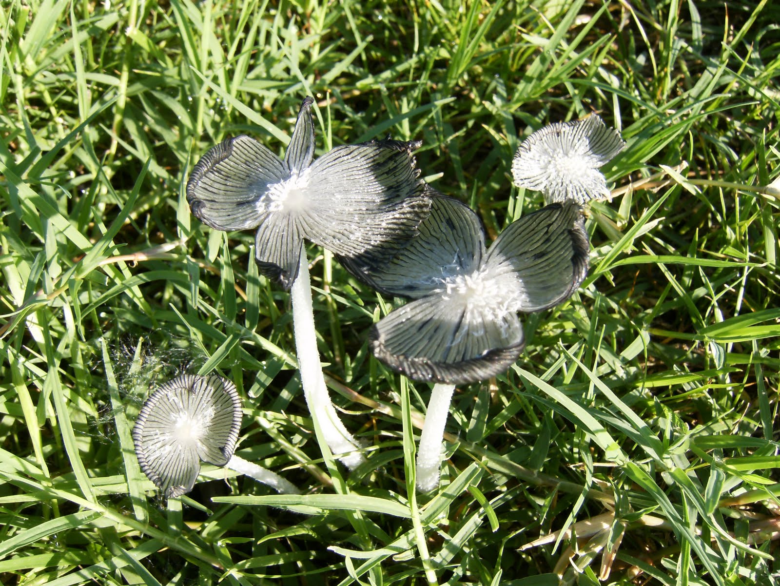 Reflections: Elegant Silver and Black Mushrooms