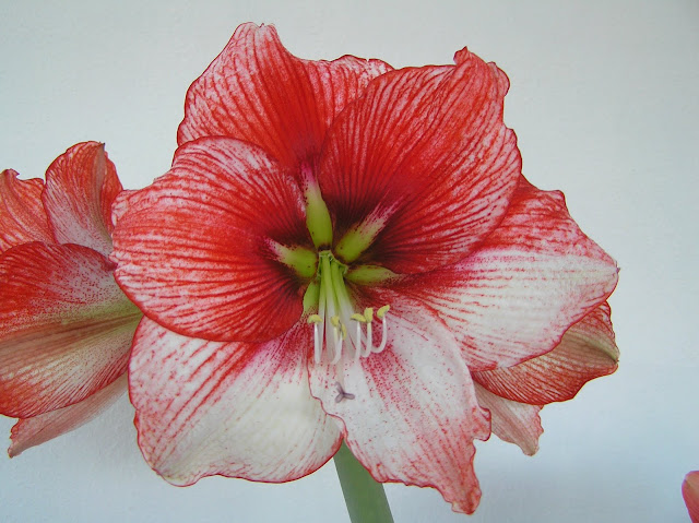 Un jardín en Málaga: hippeastrum de SanRemo a Susan