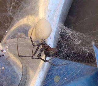 Pest Of The Week: The Deadly Brown Recluse