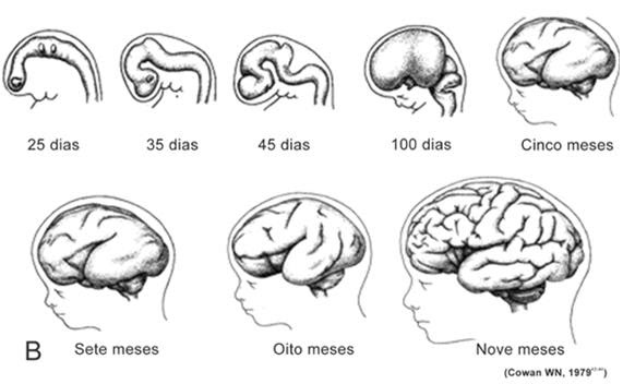 EMBRIOLOGIA DO SISTEMA NERVOSO: DESENVOLVIMENTO DO ENCÉFALO