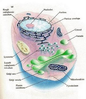 Human Physiology: Cytoplasm and Organelles