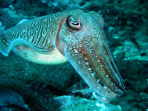 Sua casa, a Terra: Criaturas dos oceanos - Siba