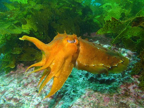 Sua casa, a Terra: Criaturas dos oceanos - Siba