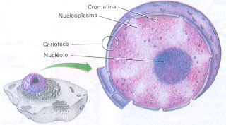 Nossa ciência,o seu portal de conhecimento.: Série DNA- Modelo Celular